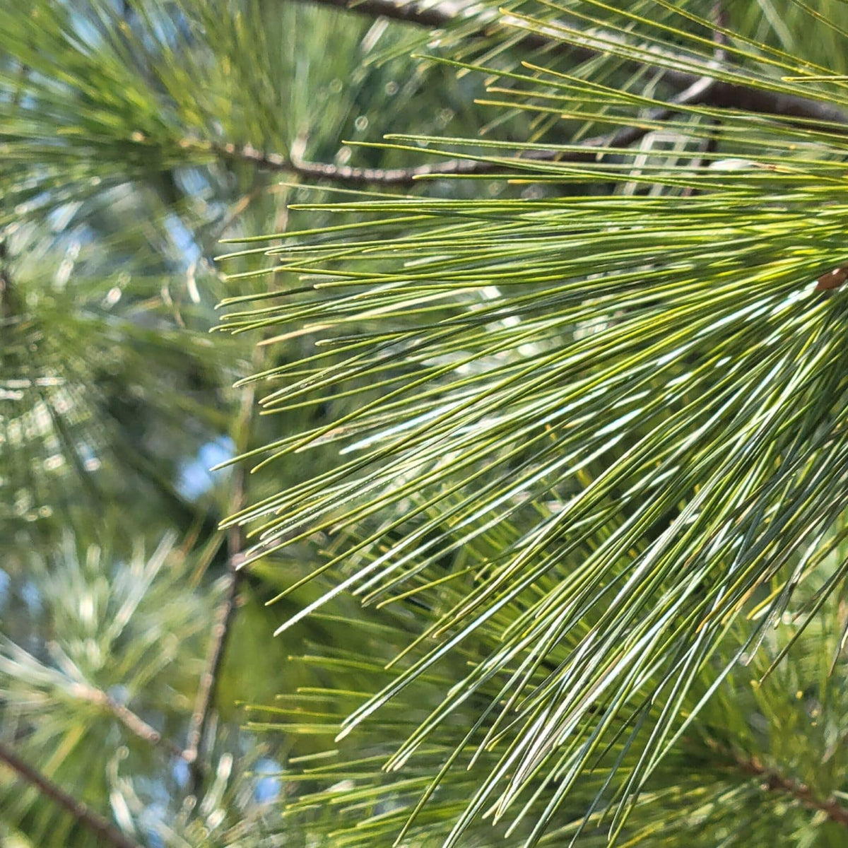 Immune Boosting White Pine Needle Tea Bags - Fresh, Convenient & Ready ...