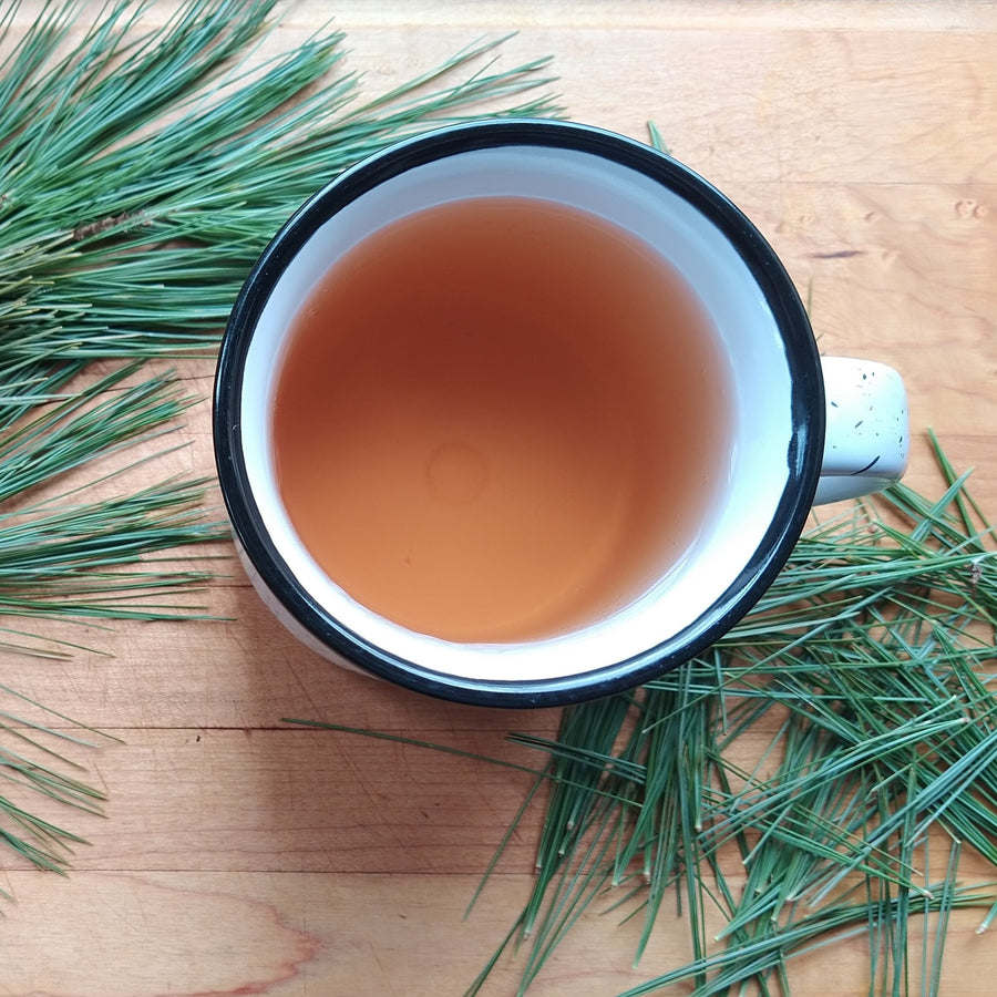 Immune Boosting White Pine Needle Tea - Fresh Loose Organic Eastern Wh ...